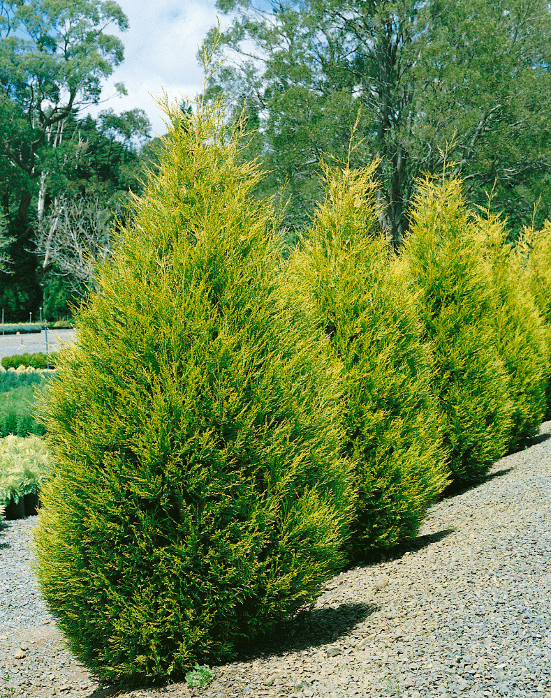 Cupressocyparis Leylandii Gold Rider
