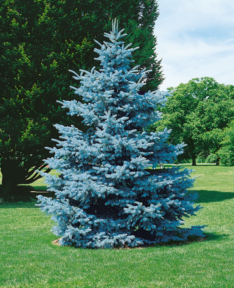Picea pungens ´Hoopsii´ , Smrek pichľavý, 100-120 cm, KB AKCIA