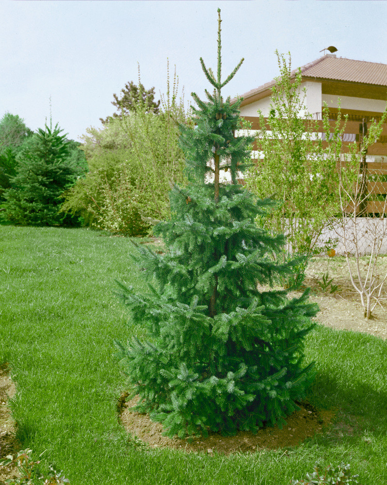 Picea omorika , Smrek srbský omorikový, 50-60 cm, C5