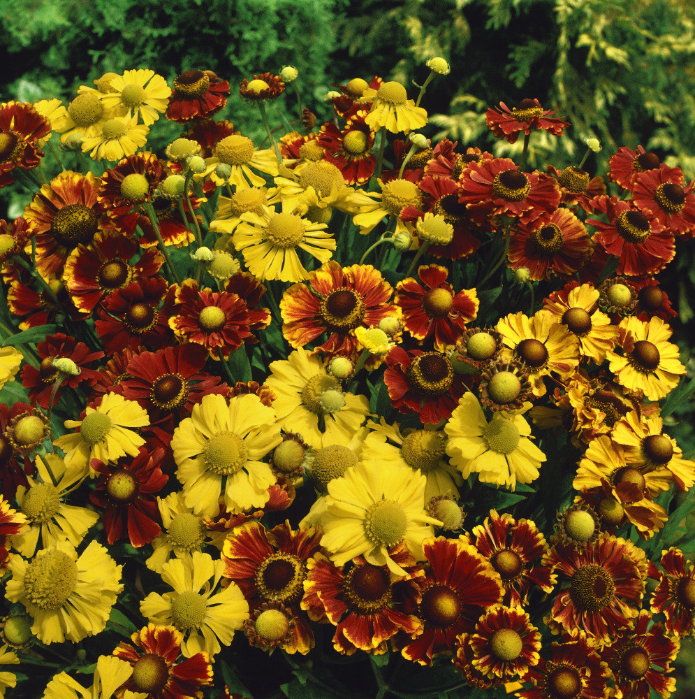 Helenium autumnale ´Yellow´, Helenium jesenné žlté, C1,5
