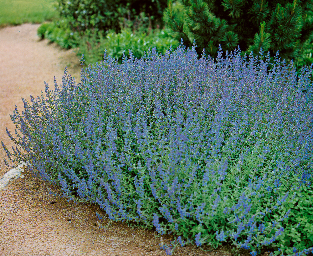 Nepeta x faassenii , Kocúrnik záhradný, K9