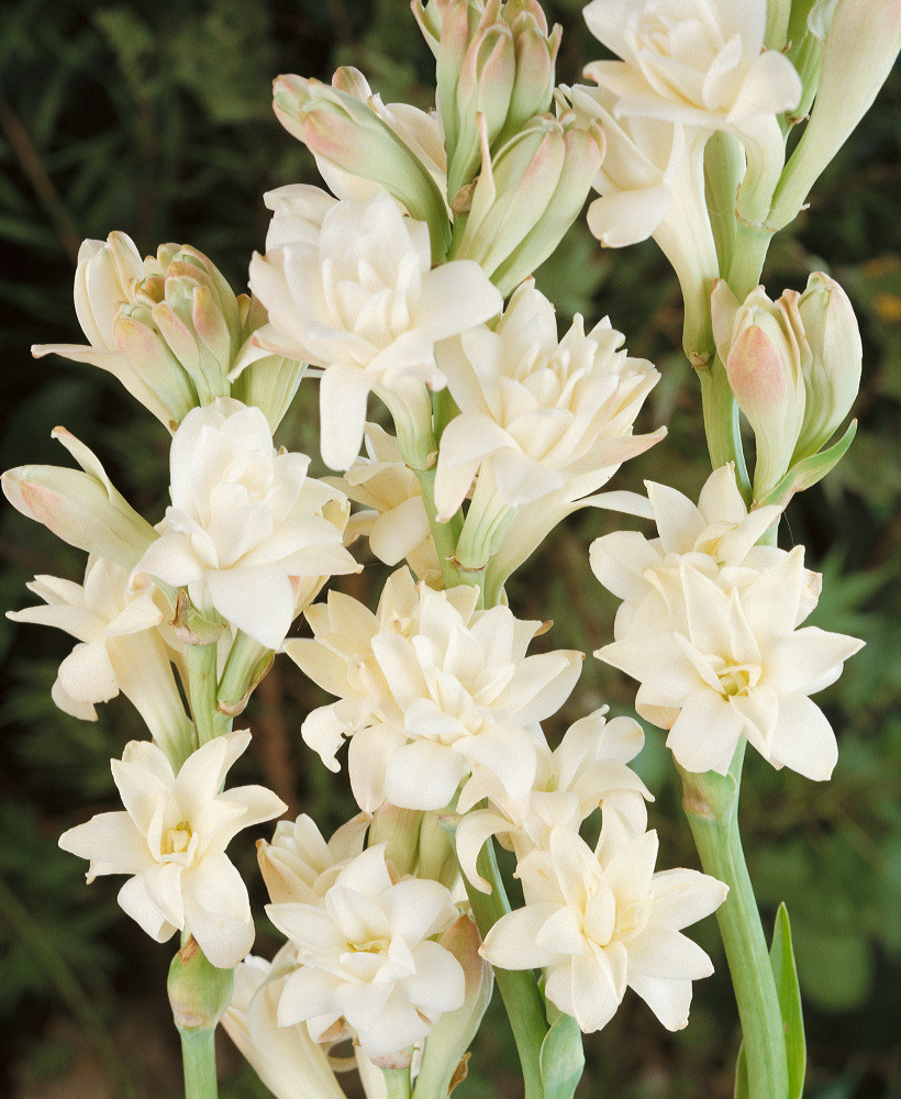 Polianthes ´Tuberosa The Pearl´ , Tuberóza, bal. 3 ks, 12,+