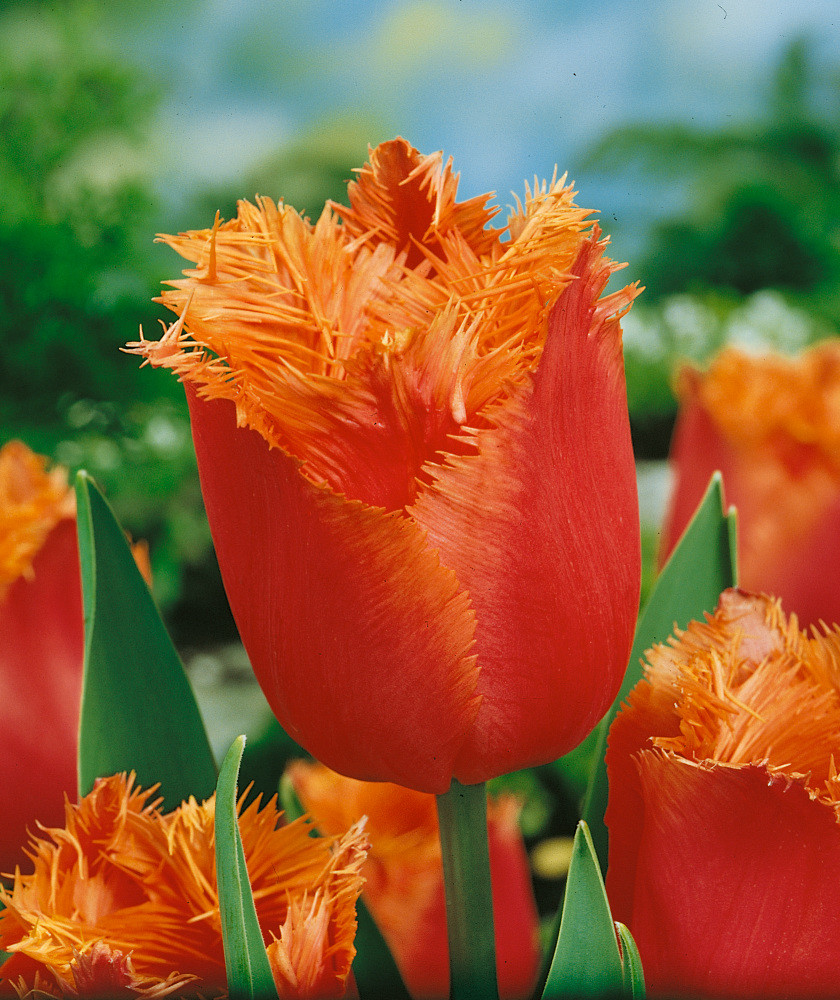 Tulipa ´Lambada´ , Tulipán, bal. 5 ks, 11,12