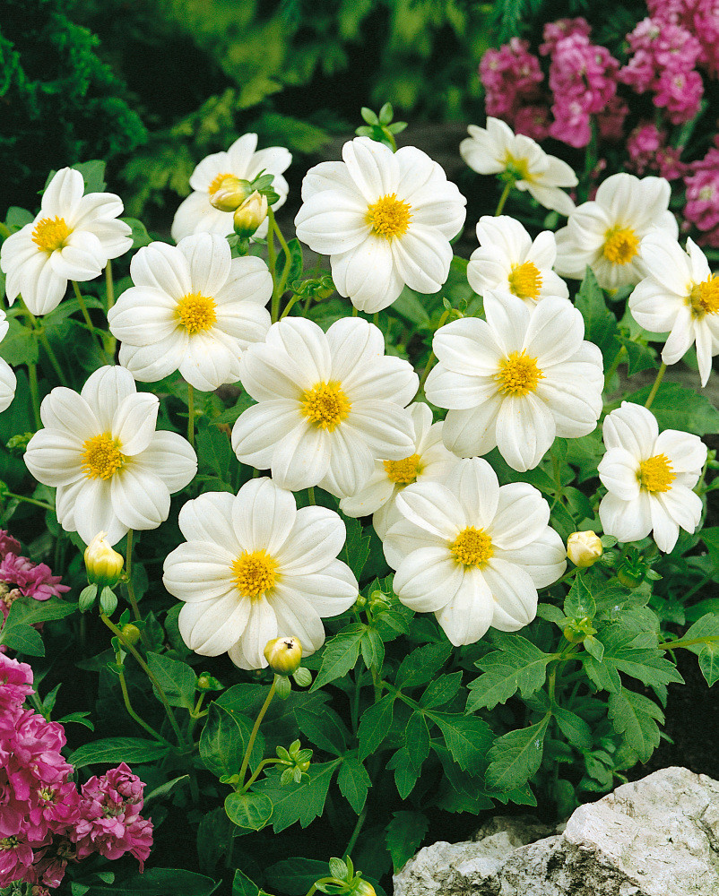 Dahlia ´Sneezy´ , Georgína, I.