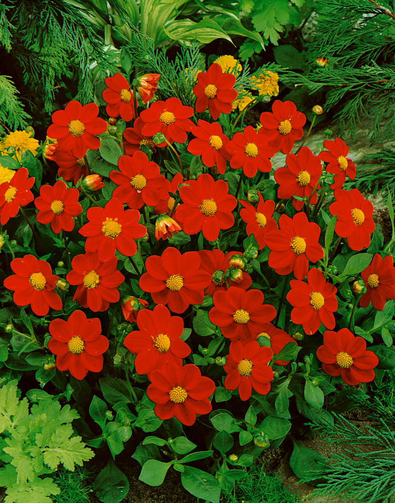 Dahlia topmix ´Red´ , Mini-georgína červená, I.