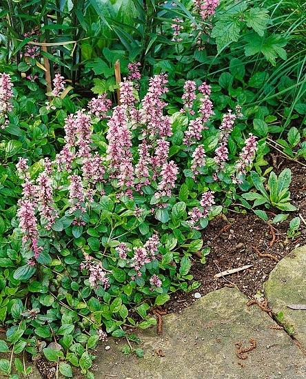 Ajuga reptans 'Rosea' , Zbehovec plazivý, K9