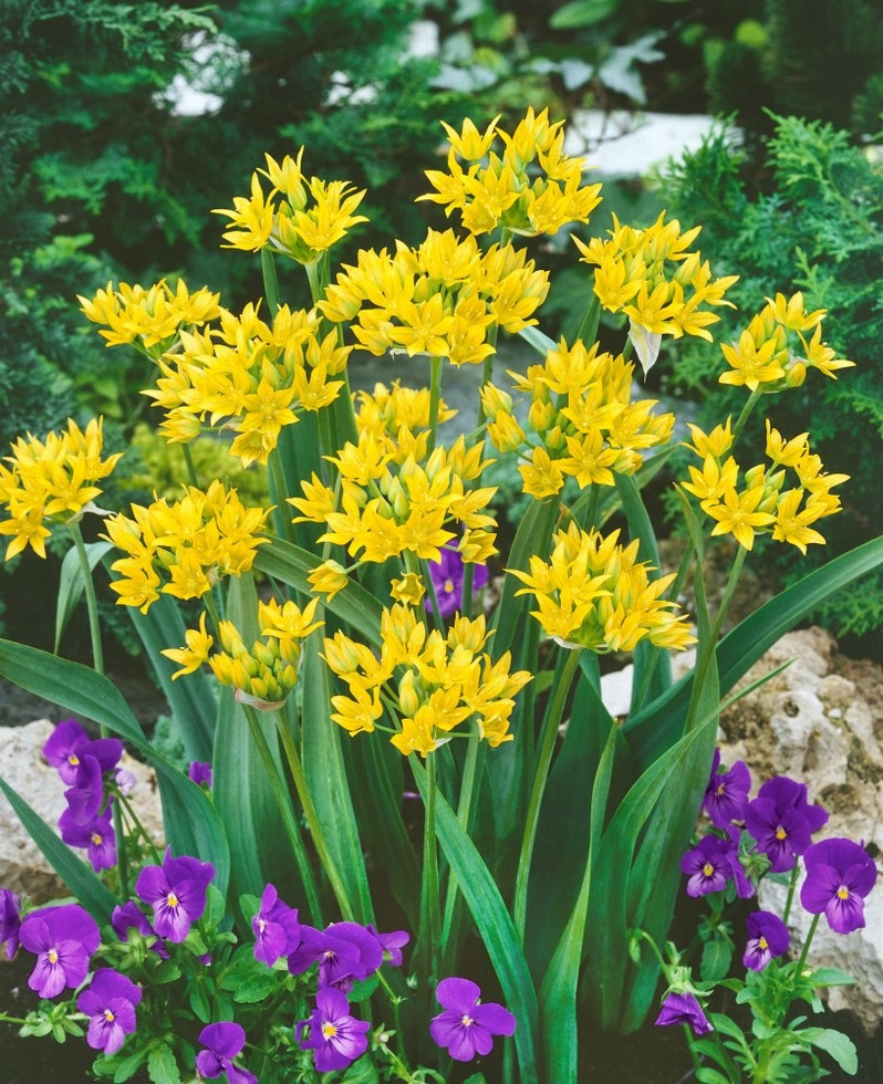 Allium Moly Luteum , Zlatý cesnak, bal. 20 ks, 5,+