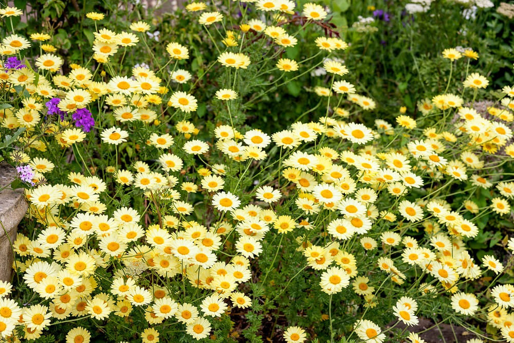 Anthemis tinctoria ´E.C.Buxton´ , Ruman farbiarsky, K9
