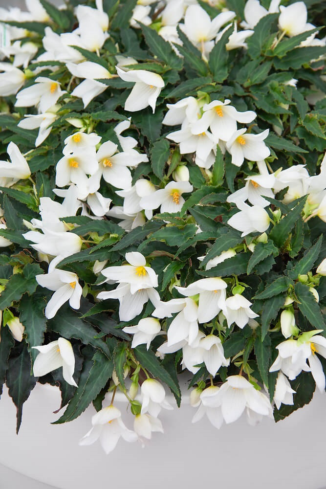 Begonia boliviensis Santa Barbara , Begónia, 18,20