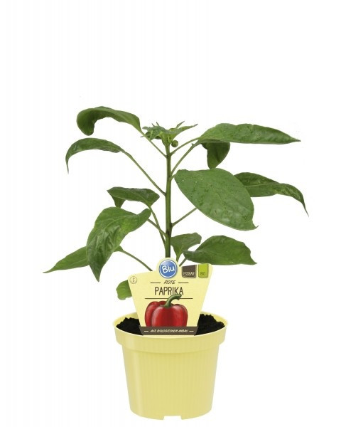 BIO Caspicum annuum RED , BIO Paprika - červená , K12