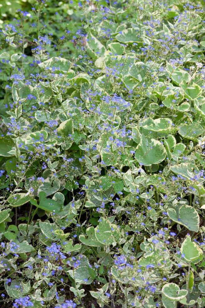 Brunnera macrophylla 'Hadspen Cream' , Brunera veľkolistá, C1,5