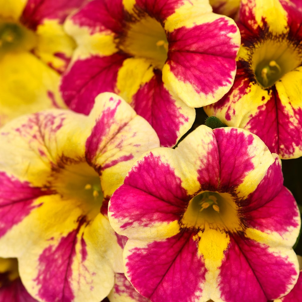 Calibrachoa Candy Shop® Candy Bouquet ®impr. , Mnohokvetá petúnia, bal ...
