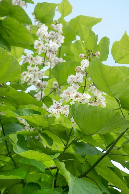 Catalpa bignonioides , Katalpa trubačovitá , 40 cm, C2