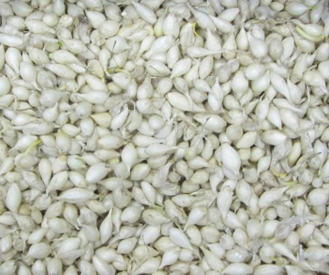 Cibuľa sadzačka biela ´SNOWBALL´, bal. 0,25 kg, 8,16 mm