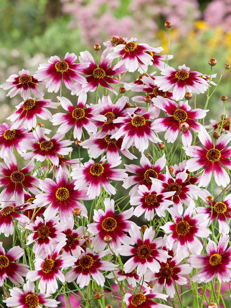Coreopsis verticillata´Sunstar Rose , Kráska , K9