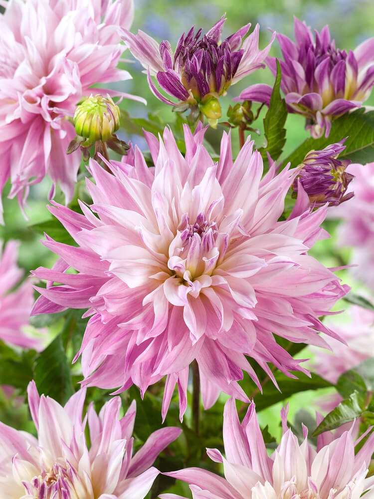 Dahlia ´Labyrinth TwoTone´ , Georgína, I.