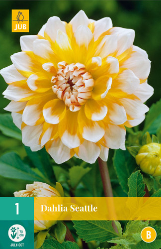 Dahlia ´Seattle´ , Georgína, I.