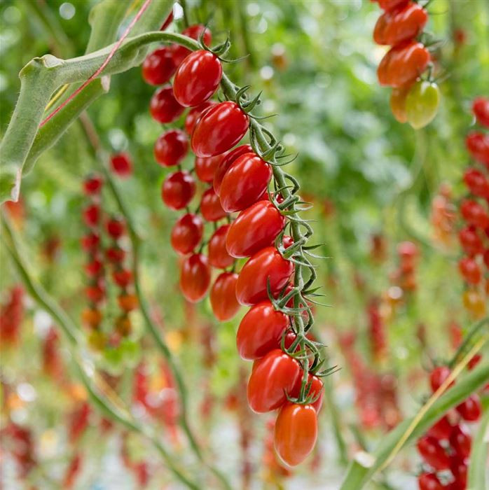 Rajčiny cherry 'Royal Dreams®Delisher´, prirodzene rezistentné ...