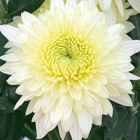 Dendranthema x indicum , Chrysanthemum ´Gompie White´, Chryzantéma, K9