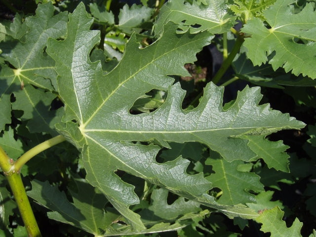 Ficus carica ´Ice Crystal´ , Figovník, 30-40 cm, K13