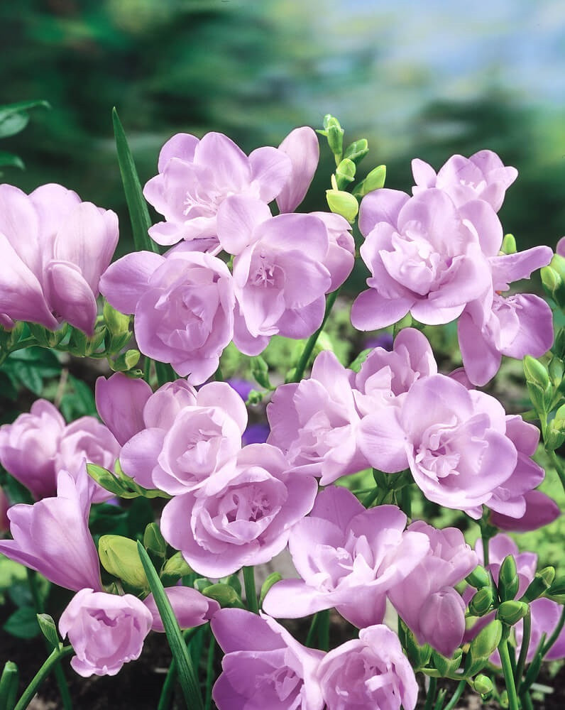 Freesia ´Double Blue´ , Plnokveté frézie modré , Frézia, bal. 15 ks, 5,+