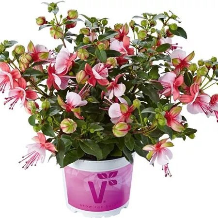 Fuchsia cultivars Fuchsita ®´Candy´ , Fuksia, K7