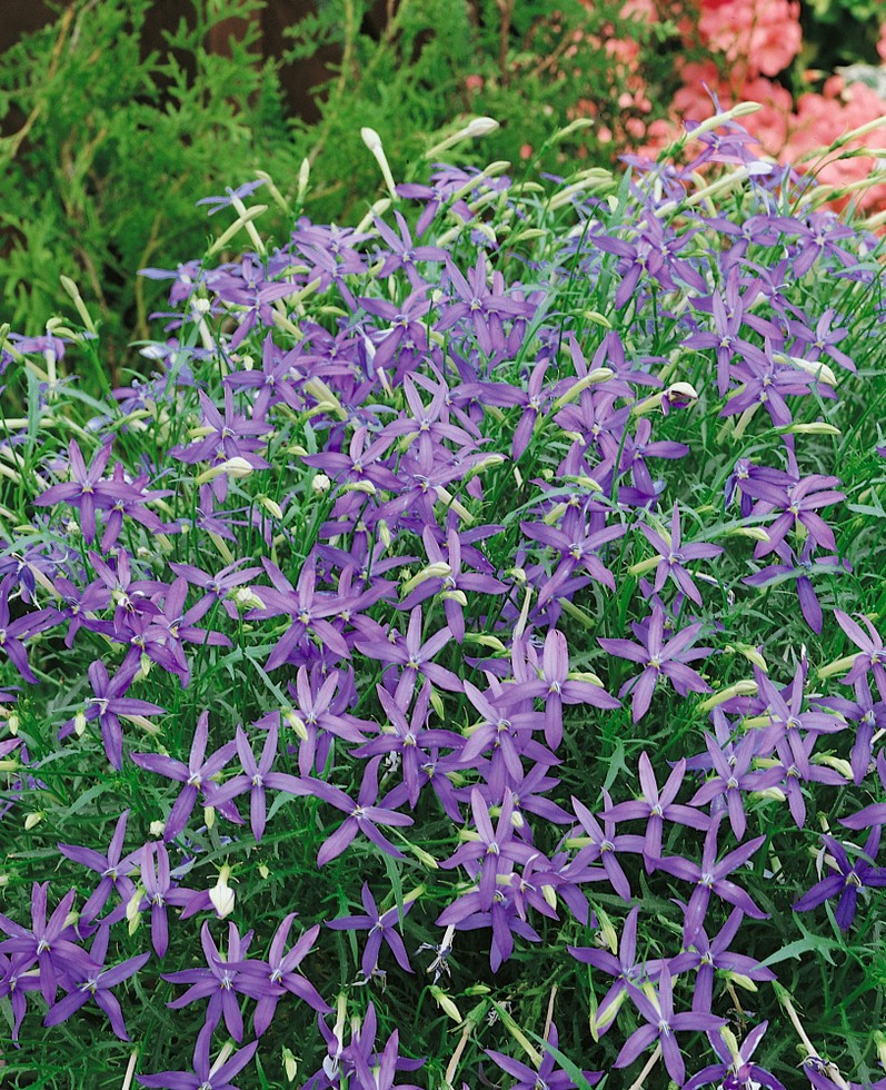 Isotoma ´pac®Stella Blue´ , Isotoma, K7