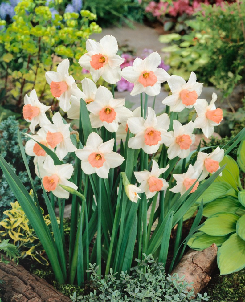 Narcis ´Accent´, bal. 5 ks, 12,14