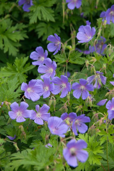 Geranium himalayense ´Johnson's Blue´ - Pakost, K9