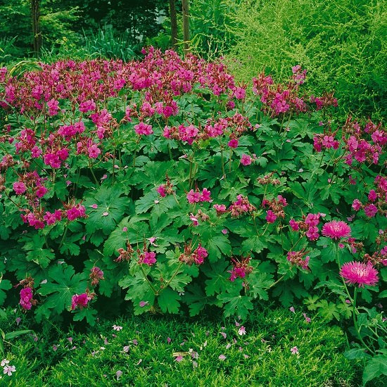 Geranium macrorrhizum ´Bevans´, Pakost bledoružový, K9