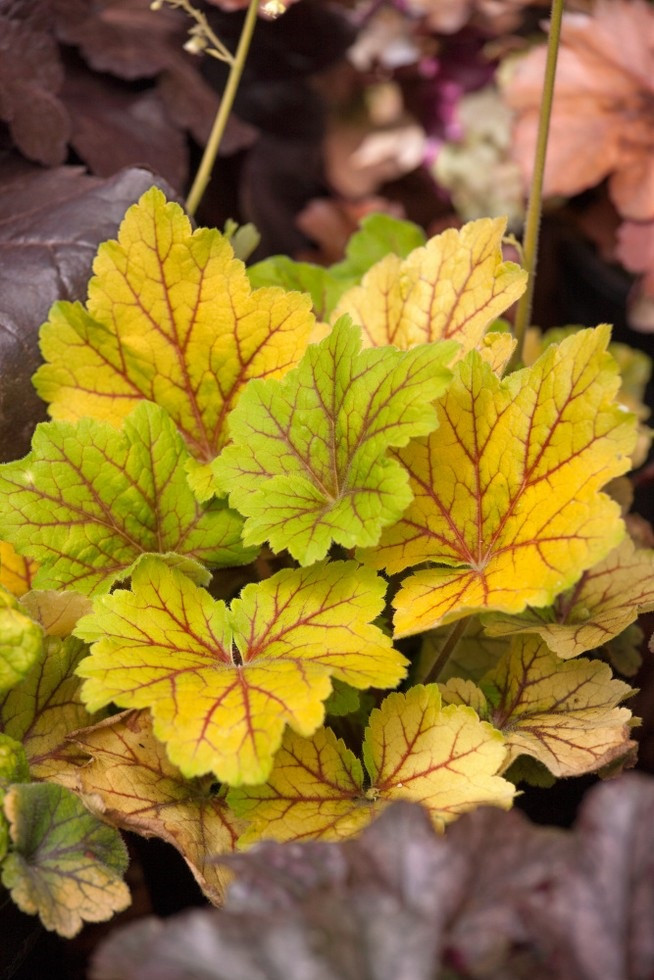 Heuchera x hybrida ´Electra´ , Heuchera, C1