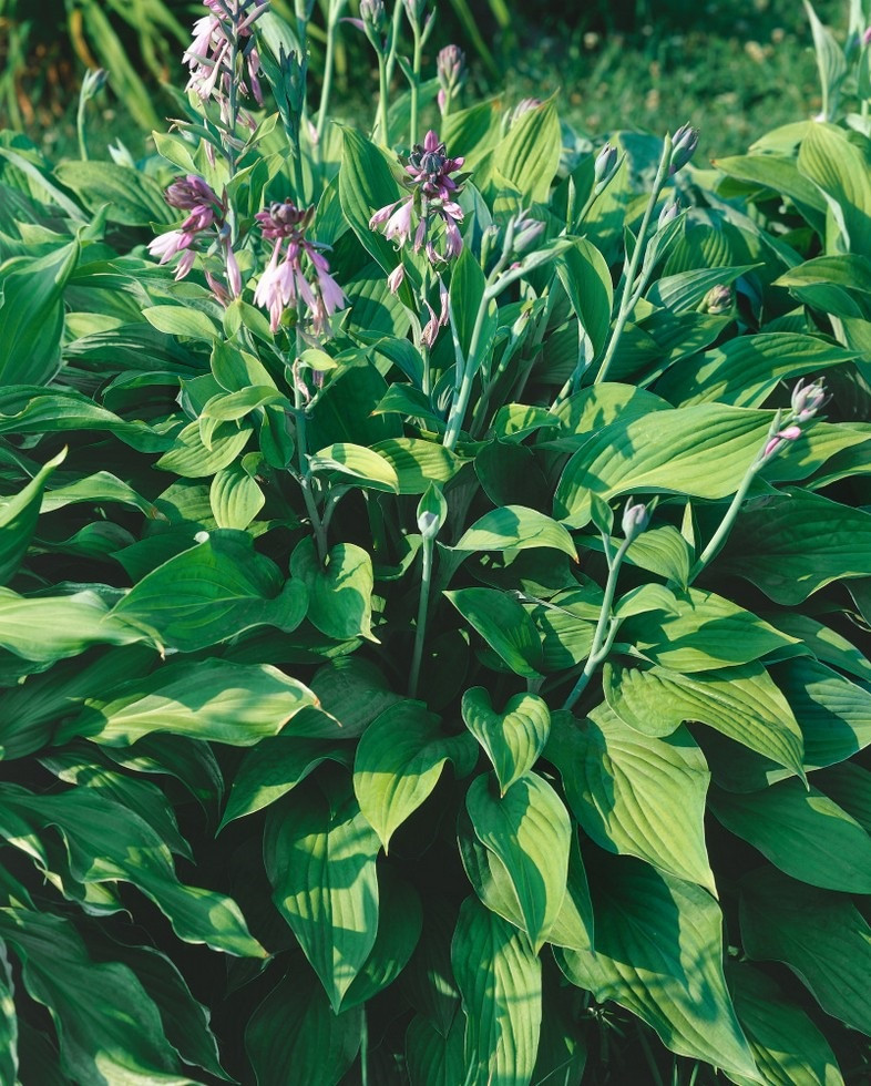 Hosta ´Hyacinthina´ , Hosta , Funkia, C1