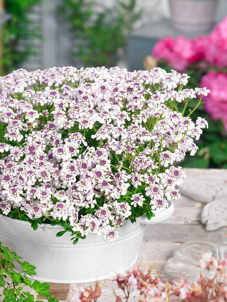 Iberis x hybrida ´Ice Pink´ , Iberka ružová, K9