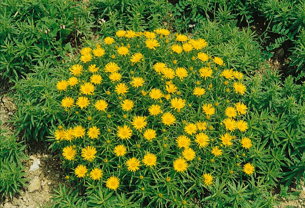 Inula ensifolia ´Compacta´ , Oman mečolistý, K9