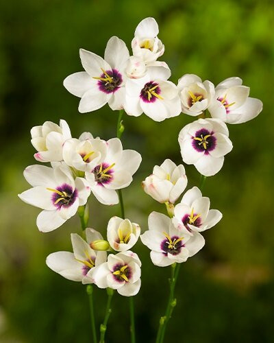 Ixia ´Spotlight´ , Ixia, bal 20 ks, 5,+