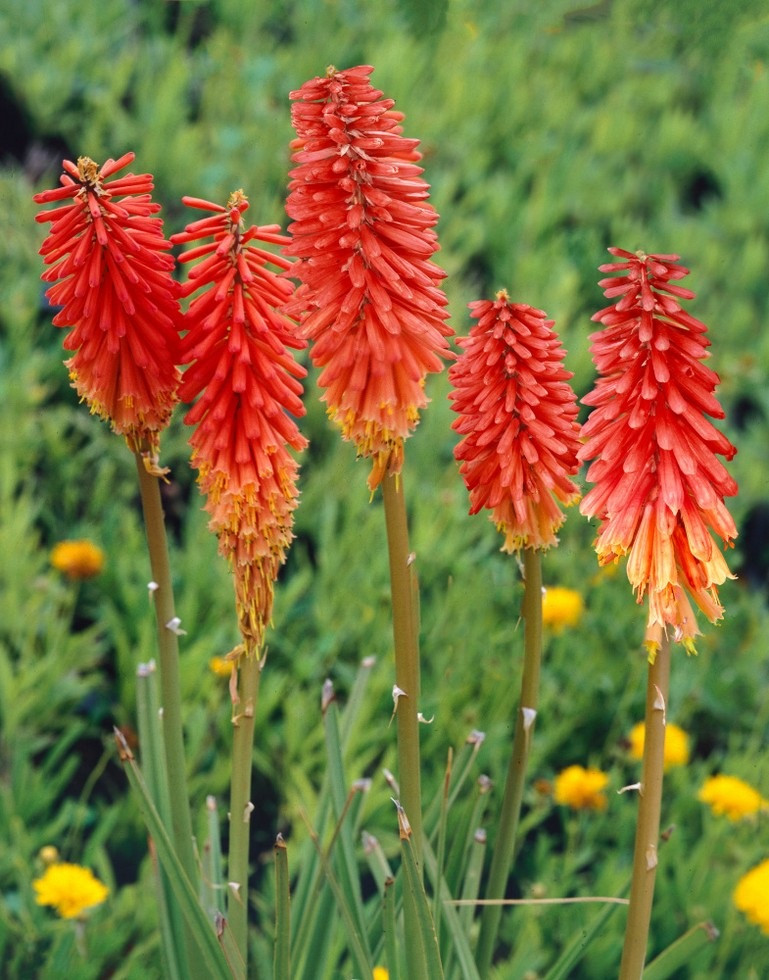 Kniphofia ´Nancy Red´ , Fakľovka , C1
