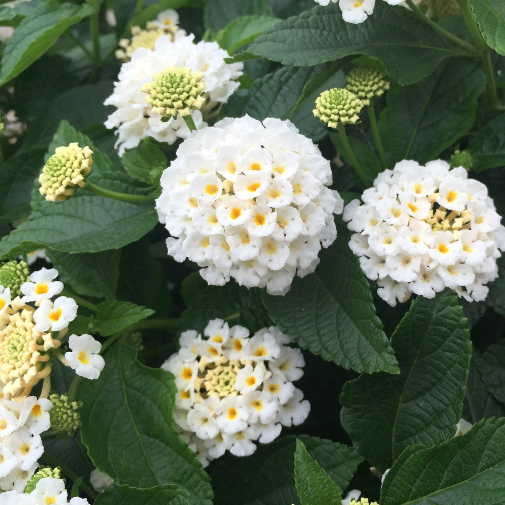 Lantana camara ´Lantropic White´, Lantana menlivá biela, K7