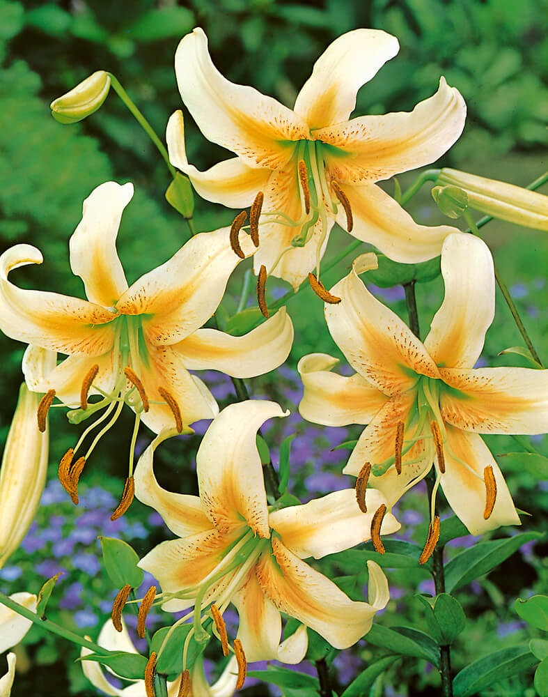 Lilium ´Lady Alice´ , Ľalia, bal. 1 ks, 16,18