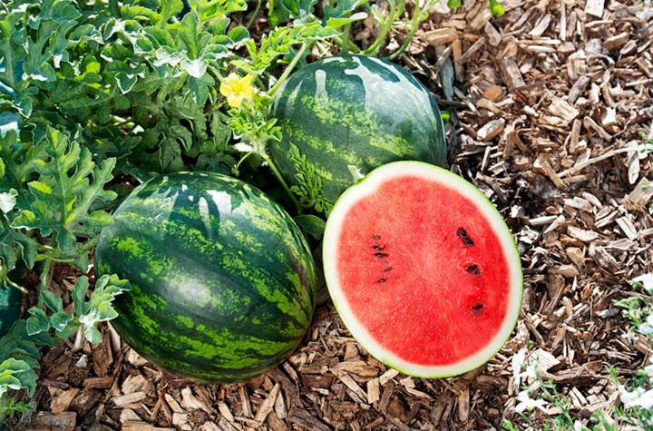 Melón ´Mini Love F1´, štepená r., K11