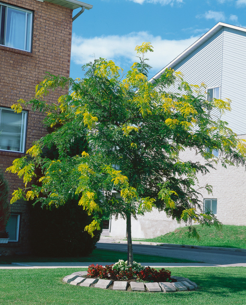Gleditsia triacanthos ´Sunburst´ , Gledíčia trojtŕňová, 40-60 cm, K9