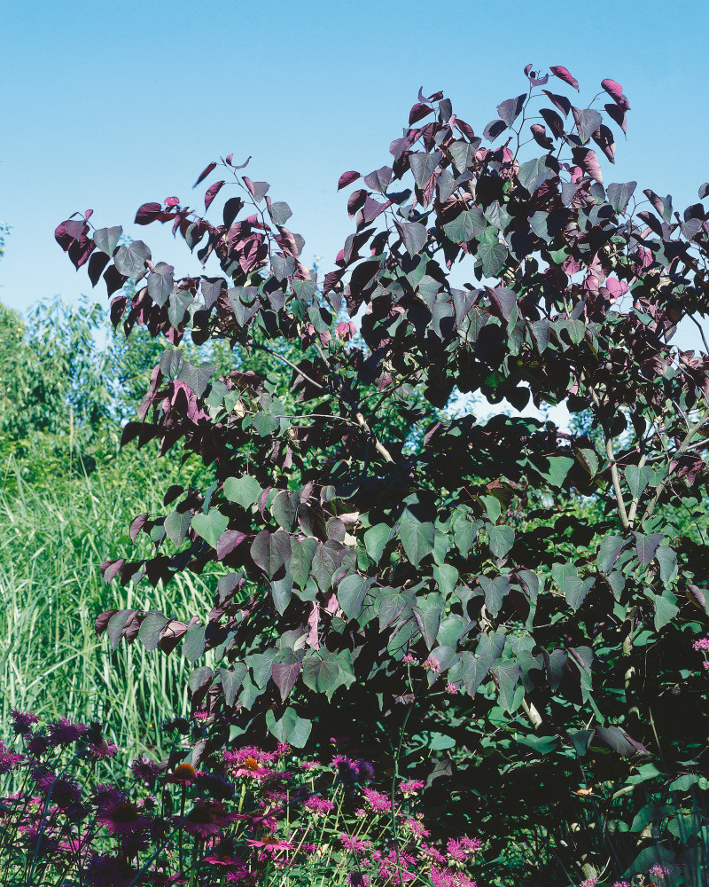 Cercis canadensis ´Forest Pansy´ , Judášovec kanadský, 100-120 cm, C3