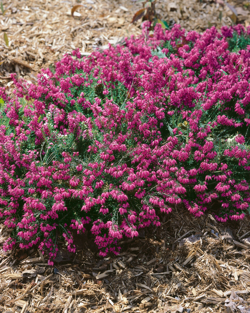 Erica carnea ´Myretoun Ruby´ , Vresovec mäsový, 15-20 cm, C2