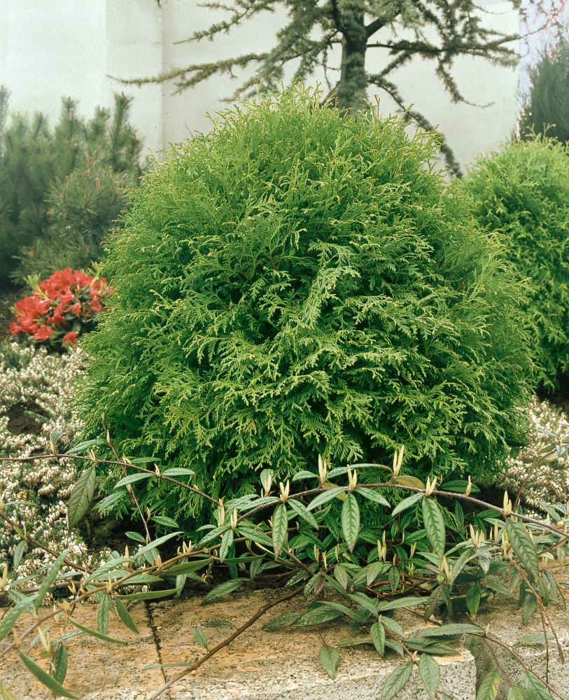 Thuja occidentalis 'Globosa' , Tuja, 20-30 cm, C2