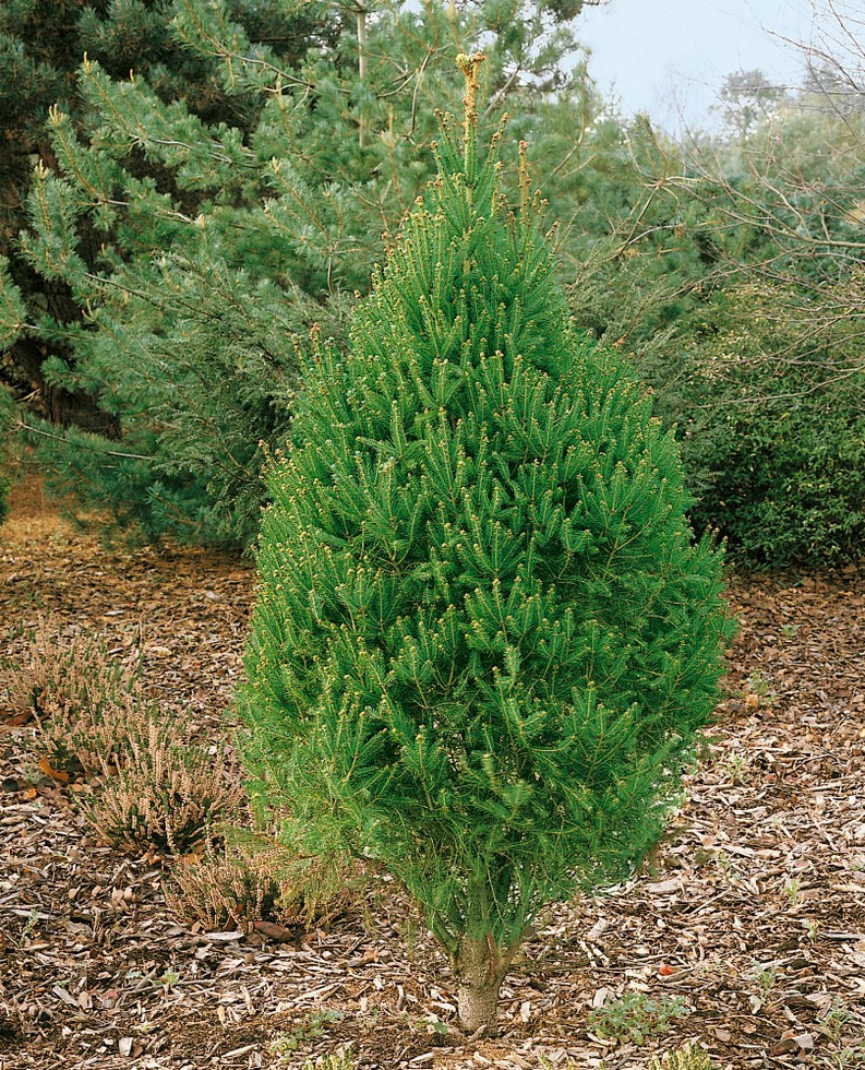 Picea abies ´Cupressima´ , Smrek, 100,120 cm, C15