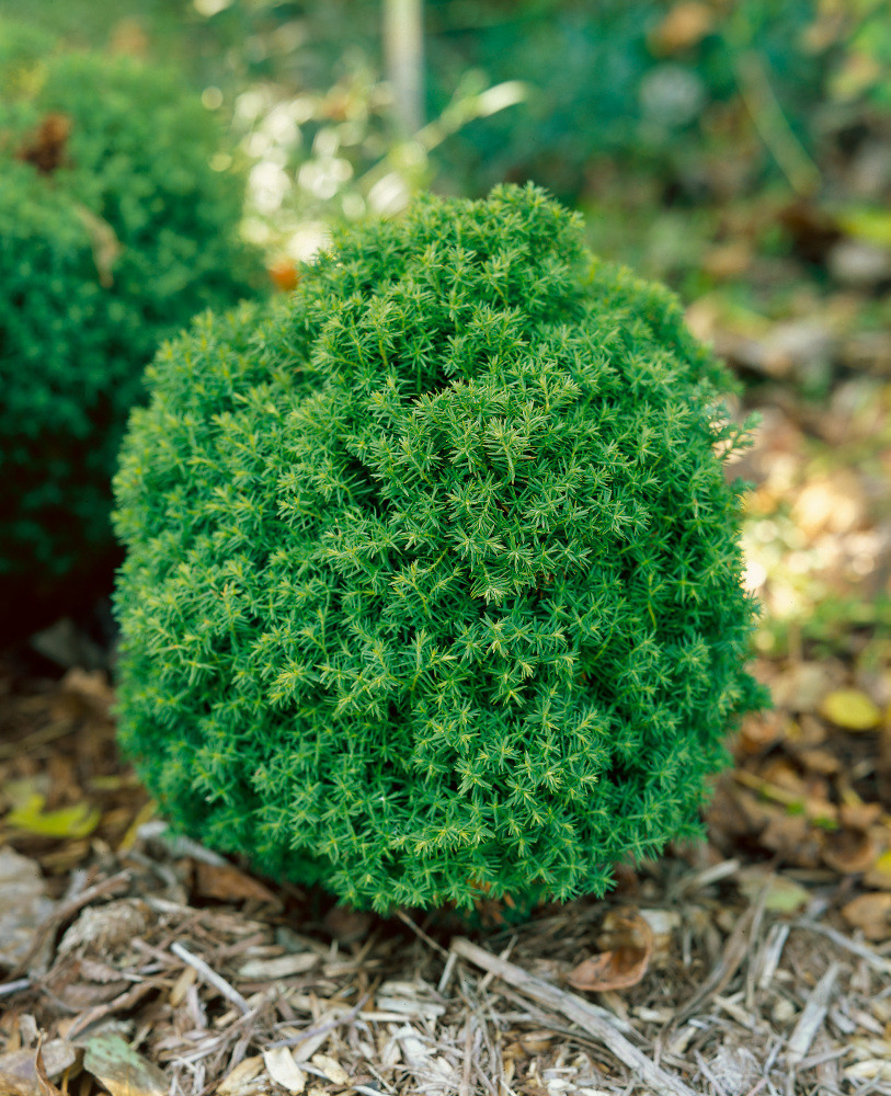 Thuja occidentalis ´Teddy´ , Tuja , 10-15 cm, C1