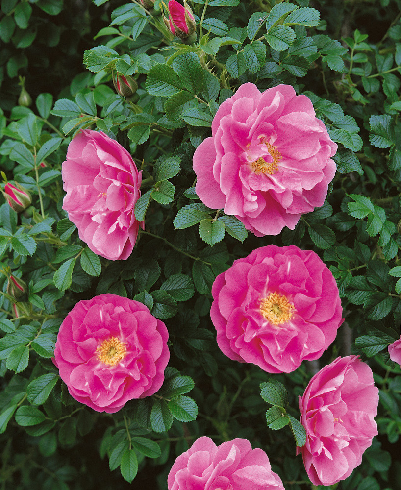 Rosa rugosa syn. villosa ´Karpatia´ , Ruža plodová, 40,60, K13
