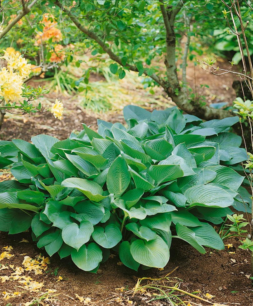 Hosta ´Big Daddy´ , Hosta , Funkia, K14