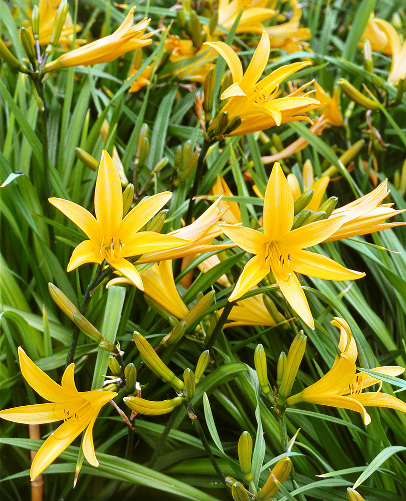 Hemerocallis 'Citrina' , Ľaliovka , K11