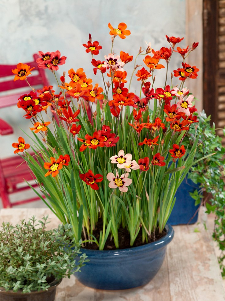 Sparaxis mixed , Cigánsky kvet zmes farieb, bal. 25 ks, 4,5