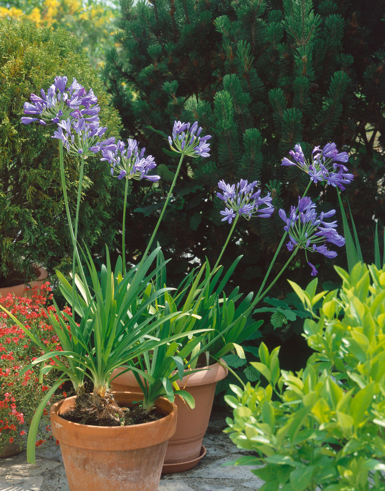 Agapanthus ´Blue´ , Agapant africký (Kalokvet), 1,2